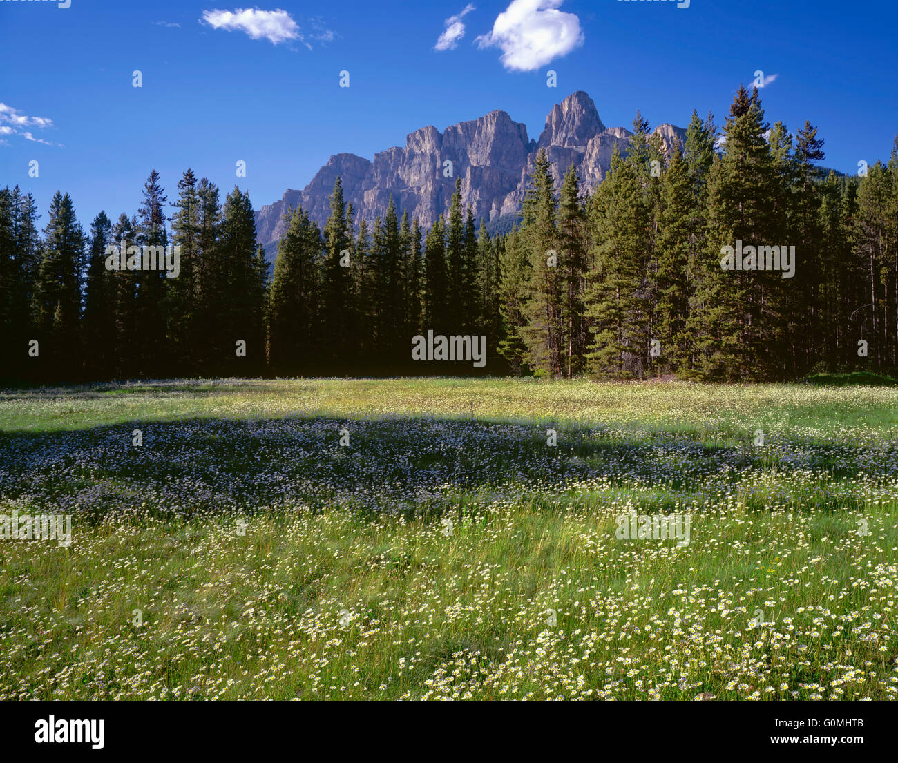 Canada, Alberta, Banff National Park, Daisies bloom in meadows beneath ...