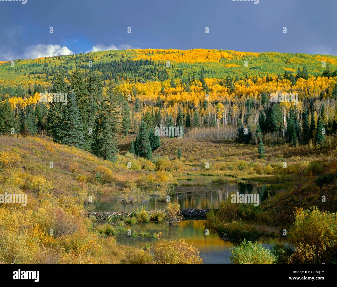 USA, Colorado, Gunnison National Forest, Fall colored aspen and shrubs ...