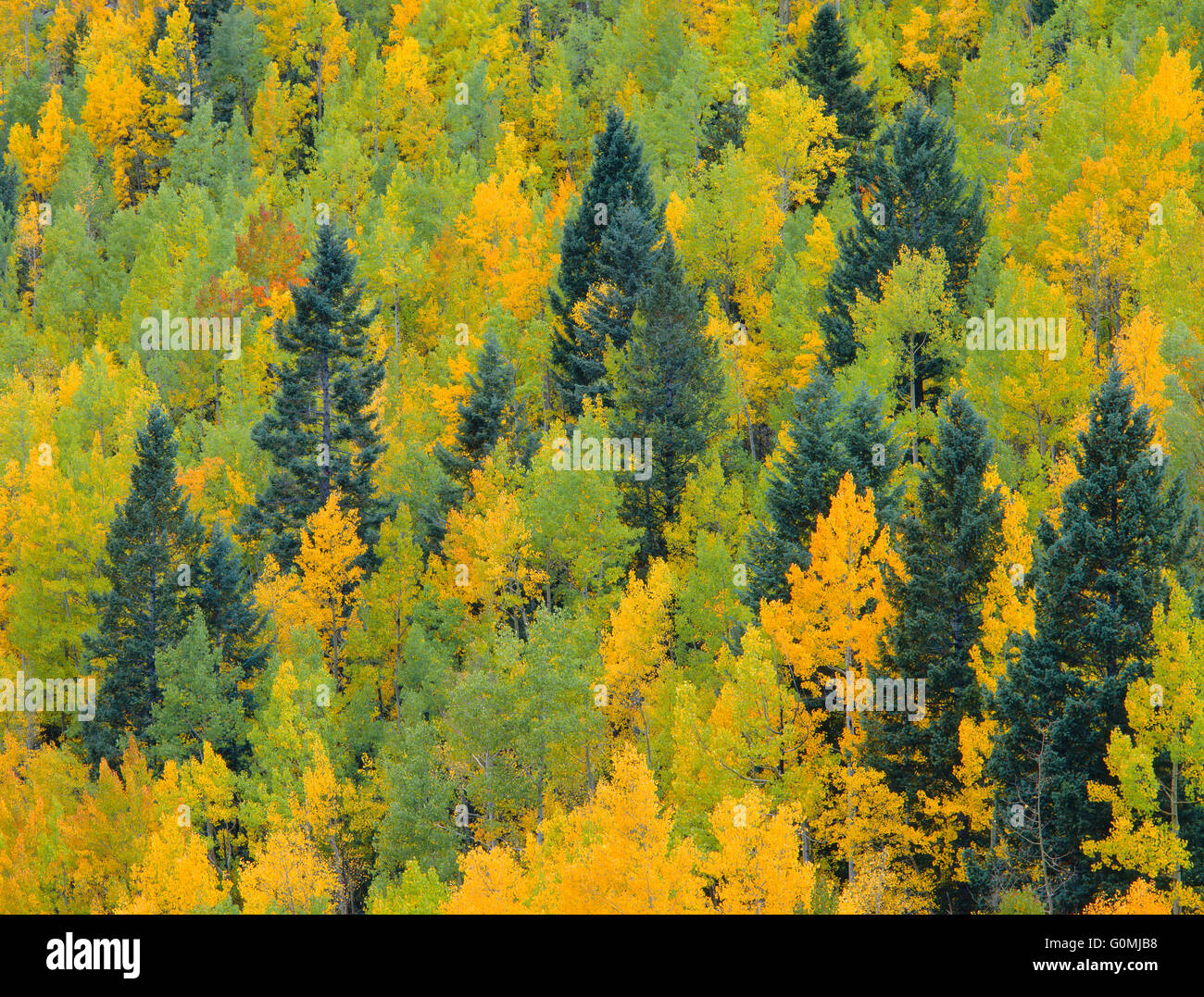 USA, Colorado, San Juan National Forest, Fall adds color to aspen and ...