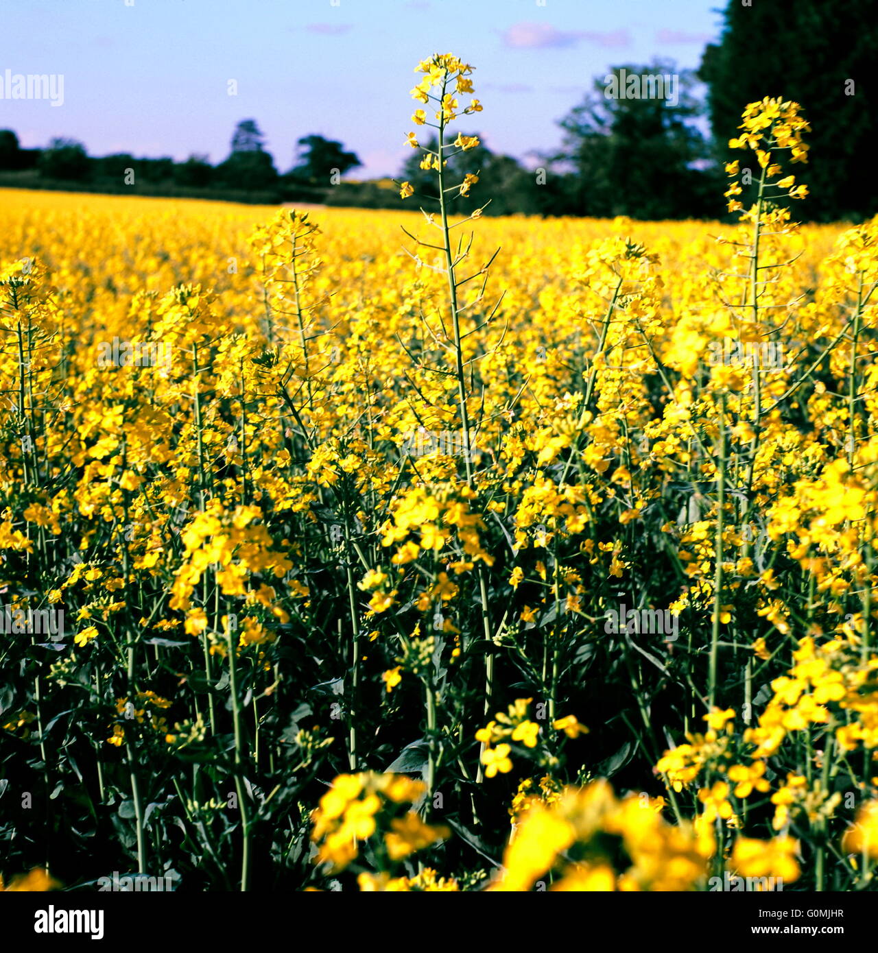 Home grown rapeseed hi-res stock photography and images - Alamy