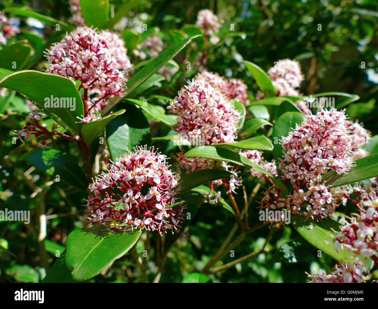 Skimmia japonica rubella shrub hi-res stock photography and images - Alamy