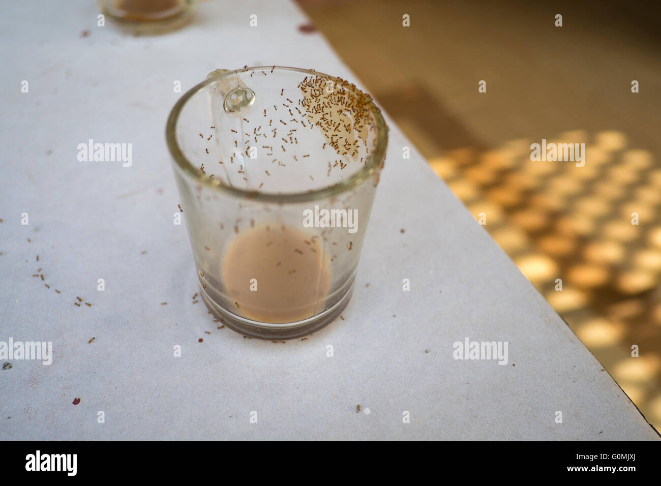 Indian ants hi-res stock photography and images - Alamy