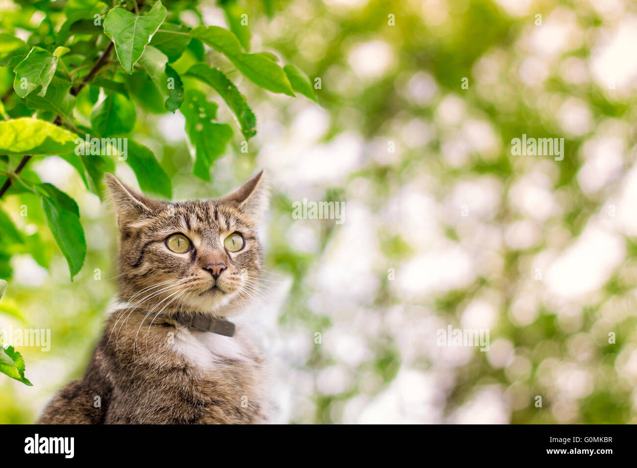 Cat looking into the distance with green leaves in background. Plenty ...