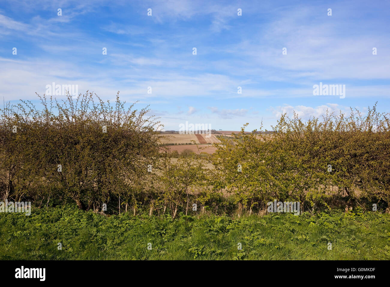 Gap in the hedge hi-res stock photography and images - Alamy