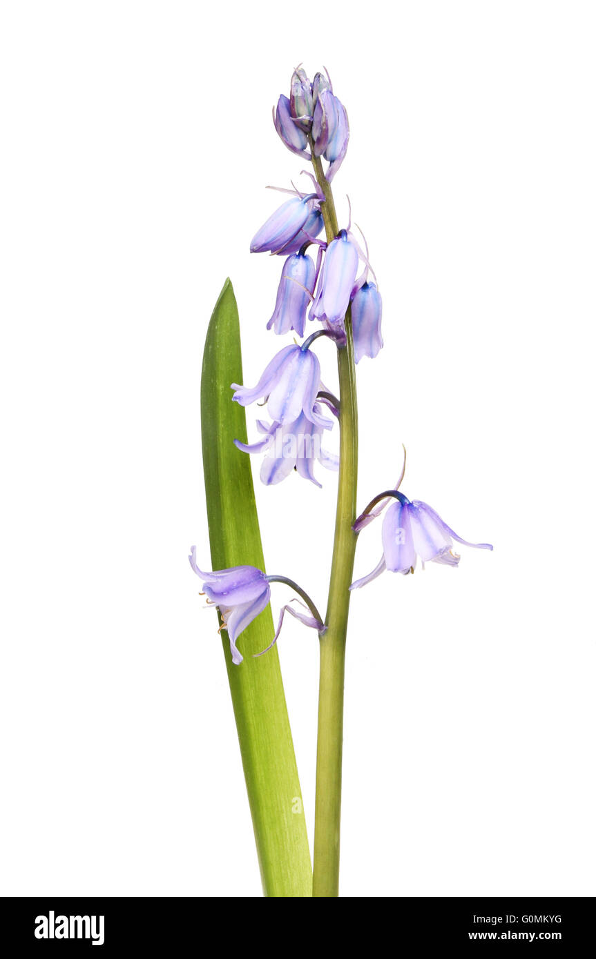 Bluebell flowers and a leaf isolated against white Stock Photo - Alamy