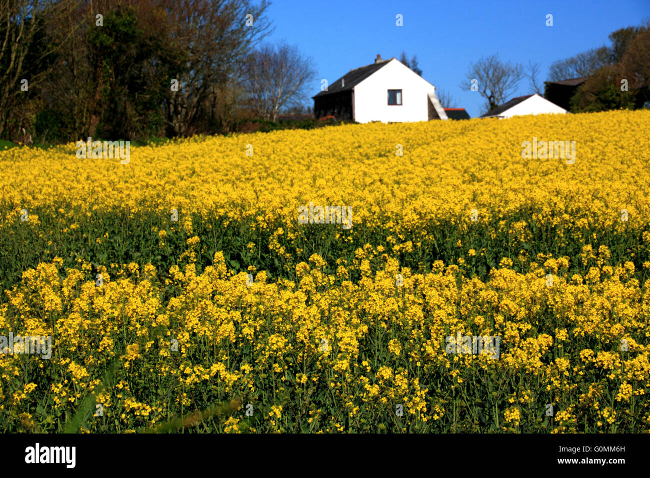 Oil seed crops hi-res stock photography and images - Alamy