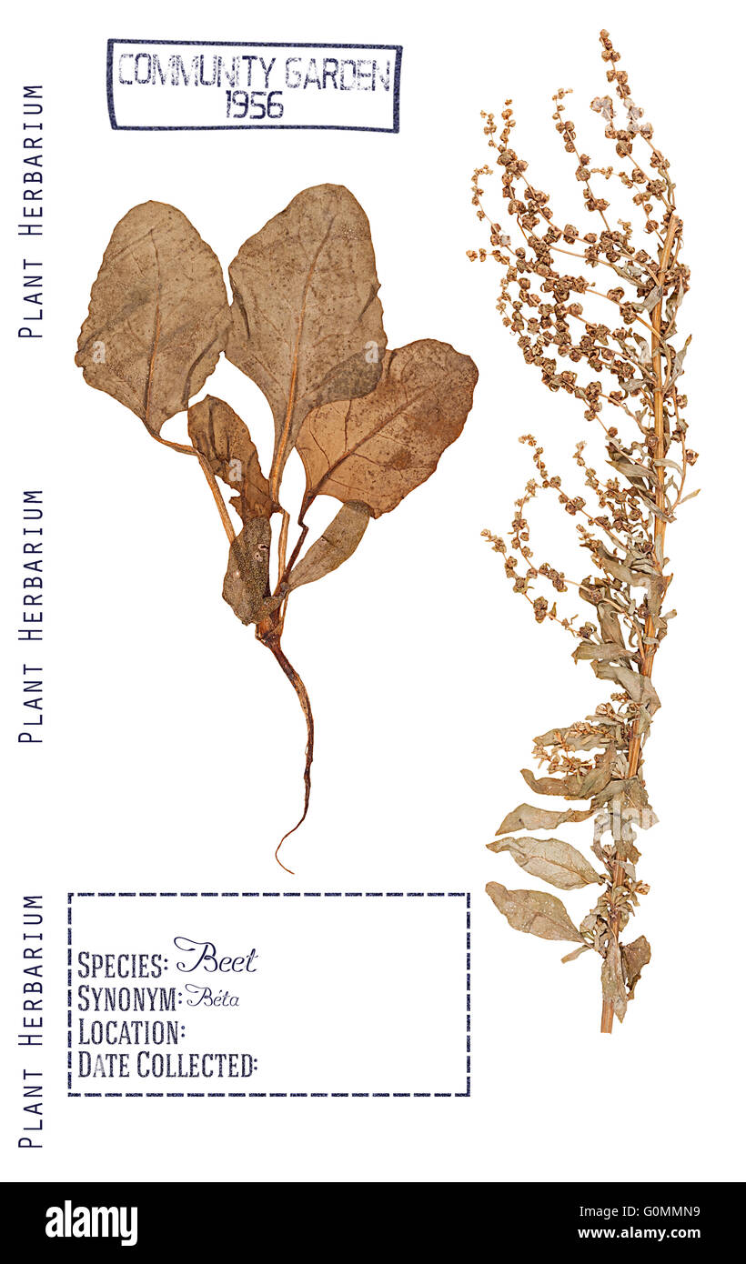 Herbarium of pressed parts of the plant beet. Stem, leaves, root and ...