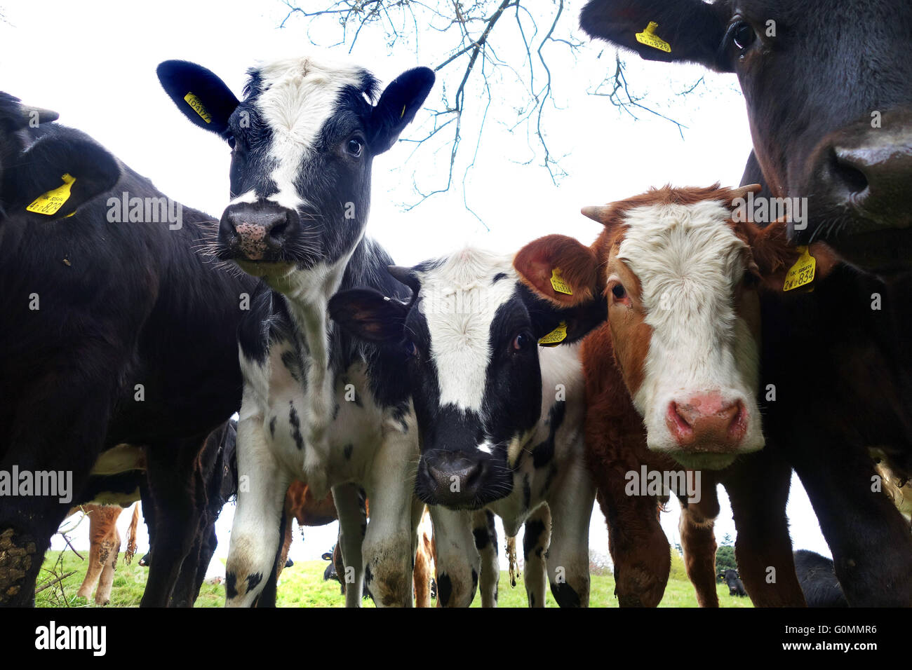 Domestic cattle in England closeup and yellow ear tag for official ...