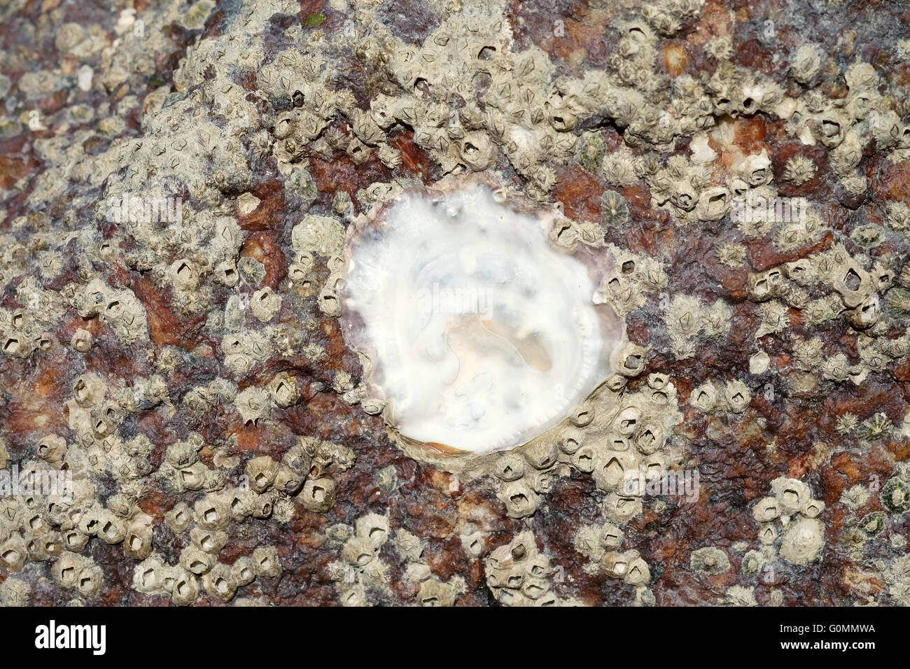 Dead Barnacles on a Rock Stock Photo - Alamy