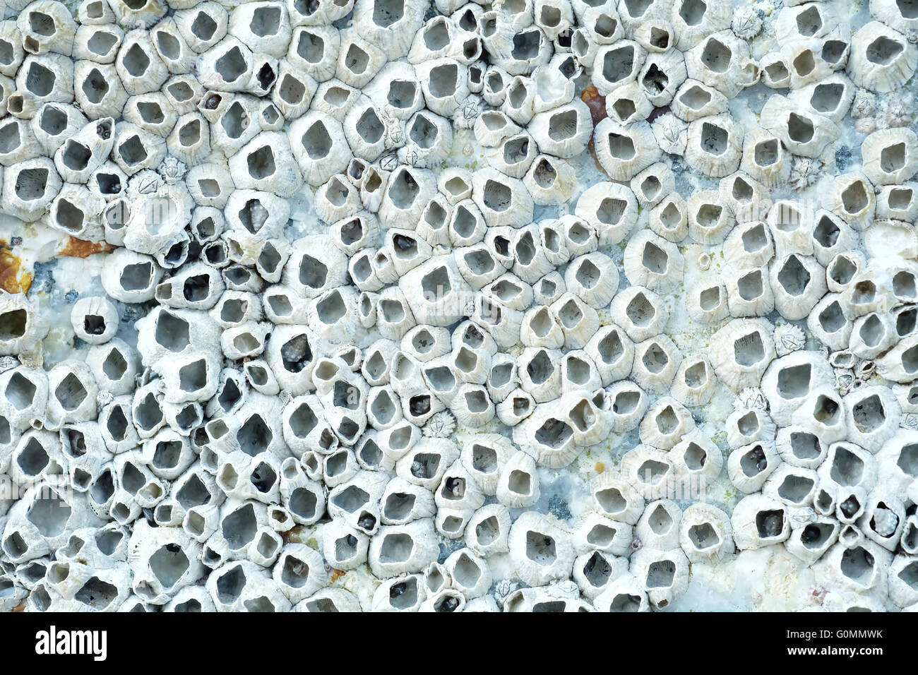 Dead Barnacles on a Rock Stock Photo - Alamy