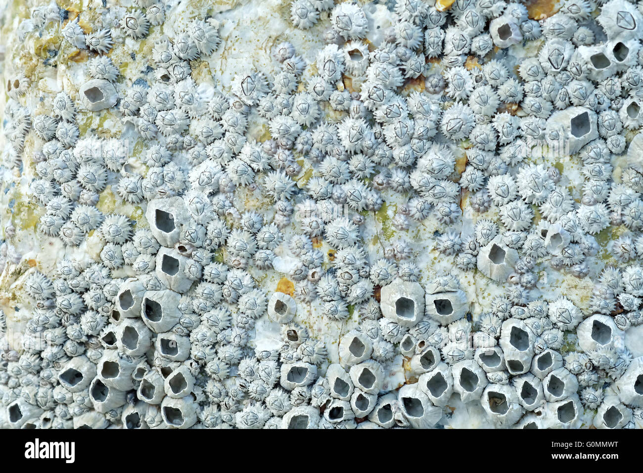 Dead Barnacles on a Rock Stock Photo - Alamy