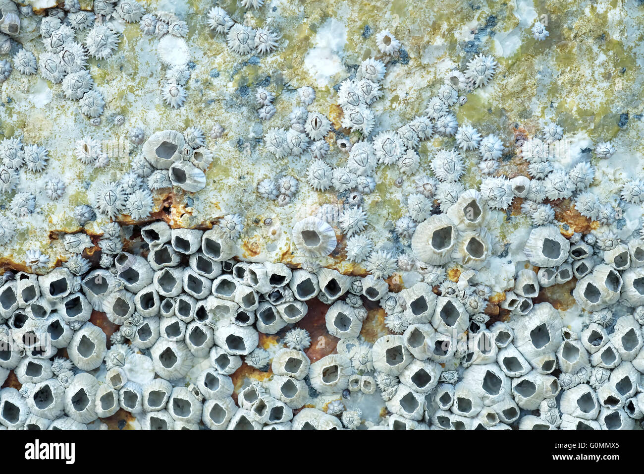 Dead Barnacles on a Rock Stock Photo - Alamy