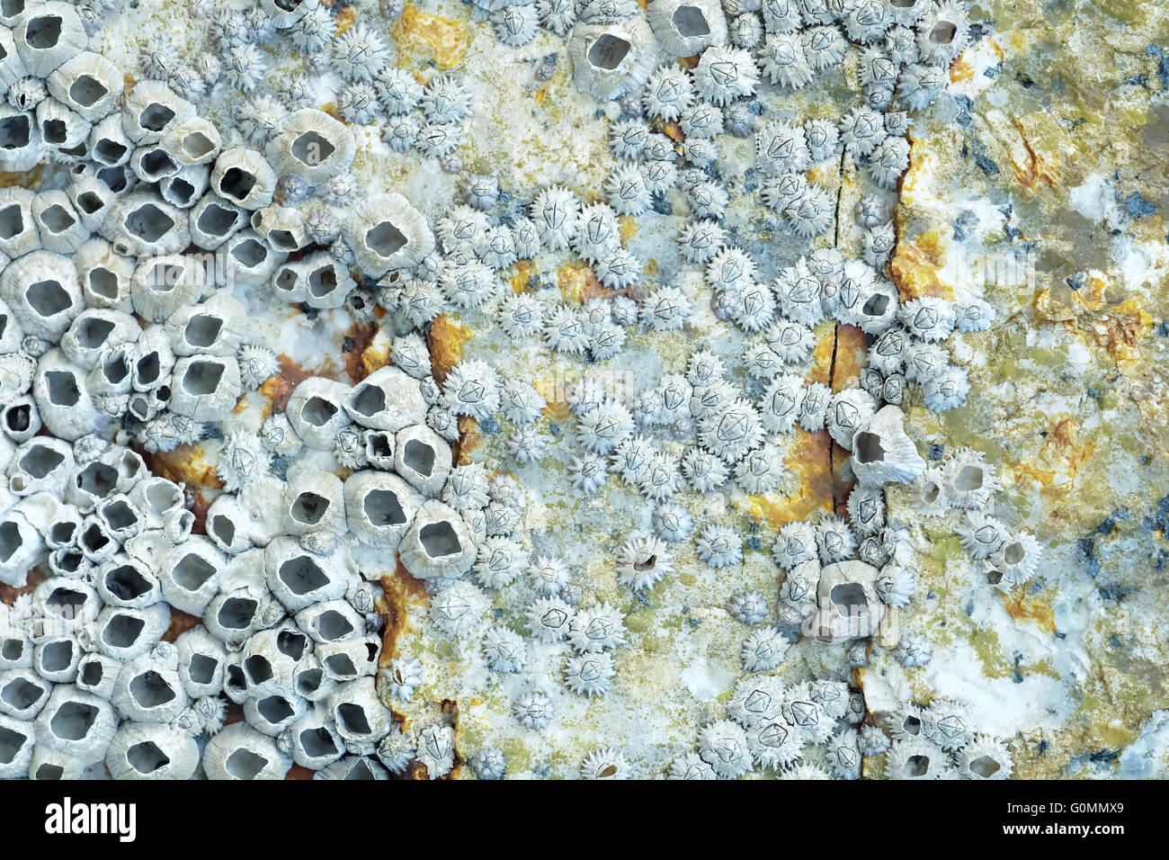 Dead Barnacles on a Rock Stock Photo - Alamy