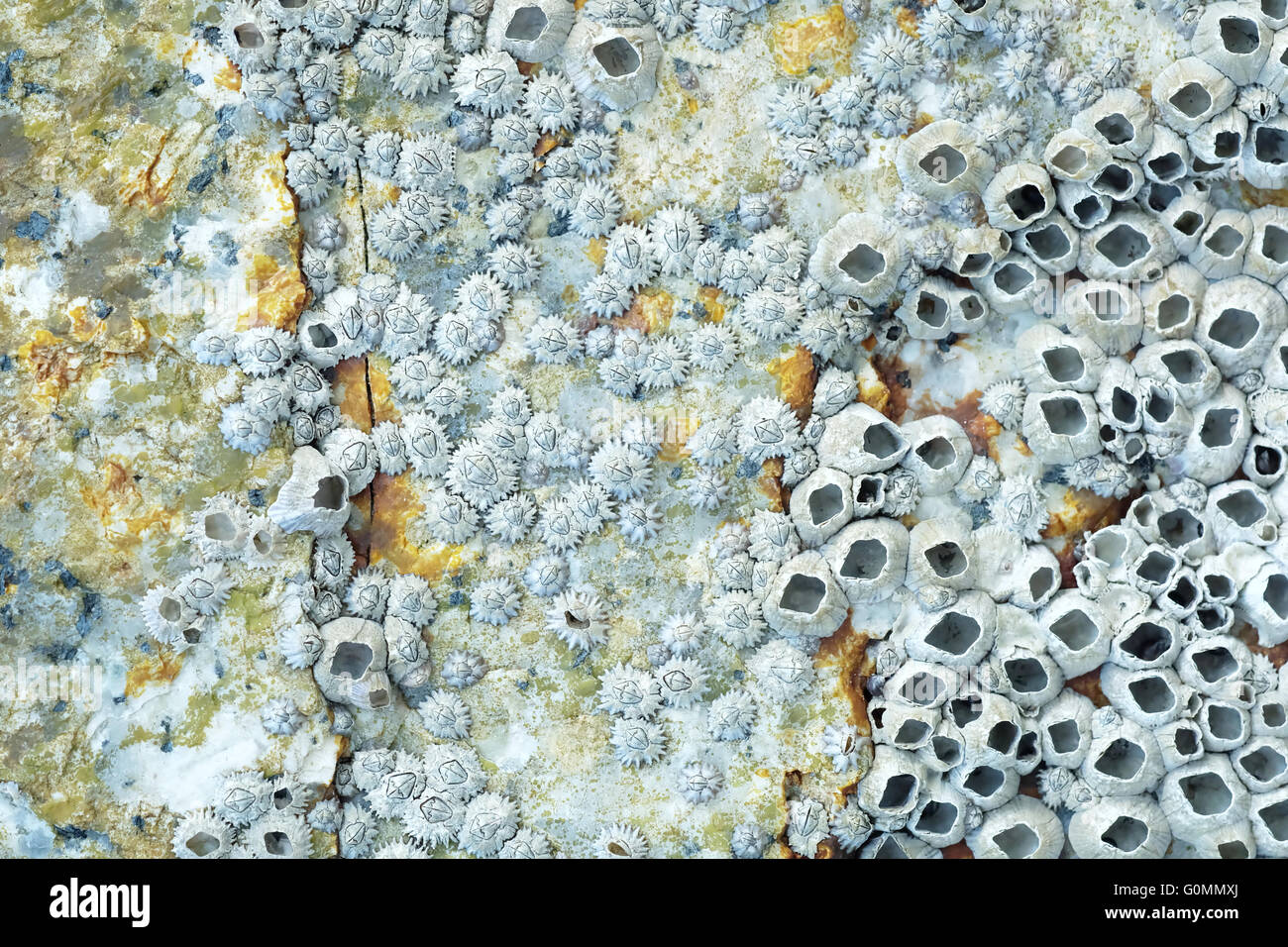 Dead Barnacles on a Rock Stock Photo - Alamy