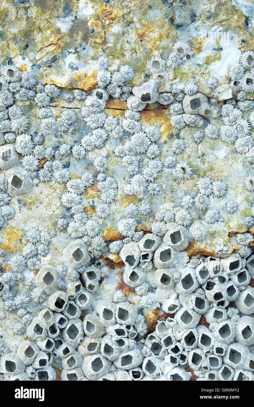 Dead Barnacles on a Rock Stock Photo - Alamy