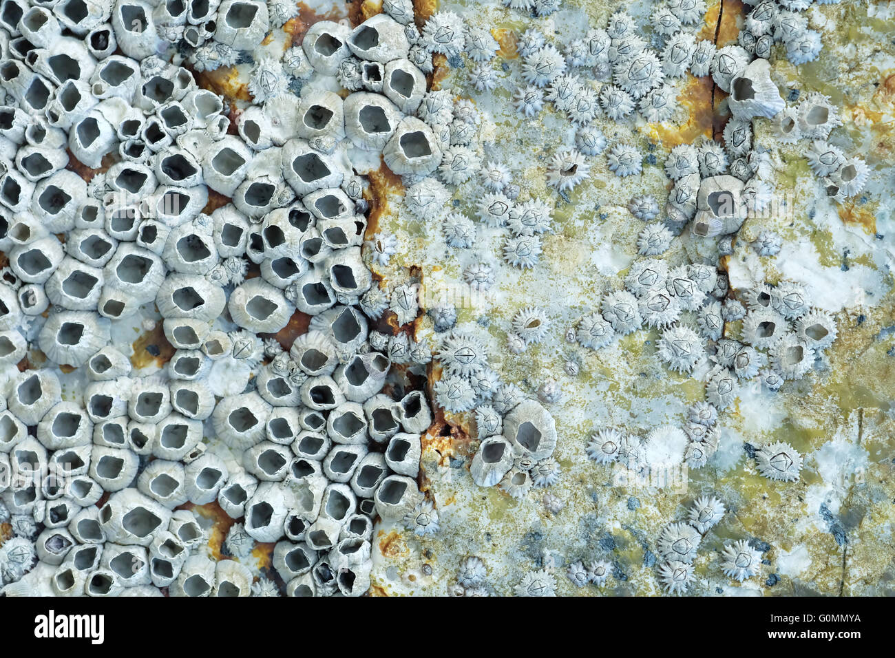 Dead Barnacles on a Rock Stock Photo - Alamy