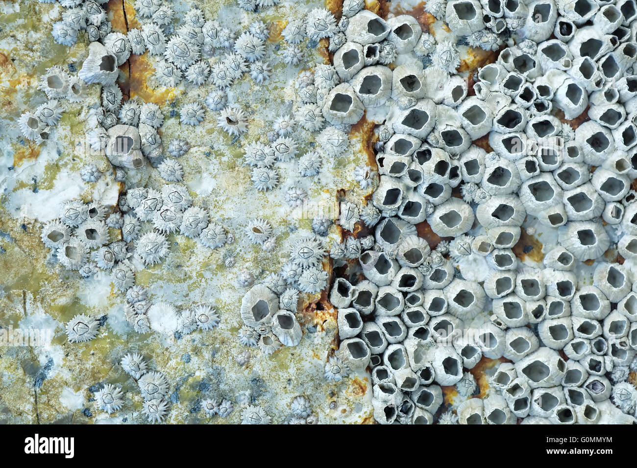Dead Barnacles on a Rock Stock Photo - Alamy