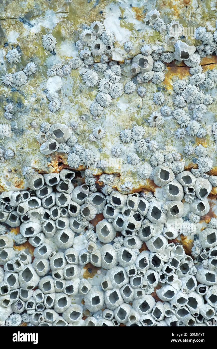 Dead Barnacles on a Rock Stock Photo - Alamy