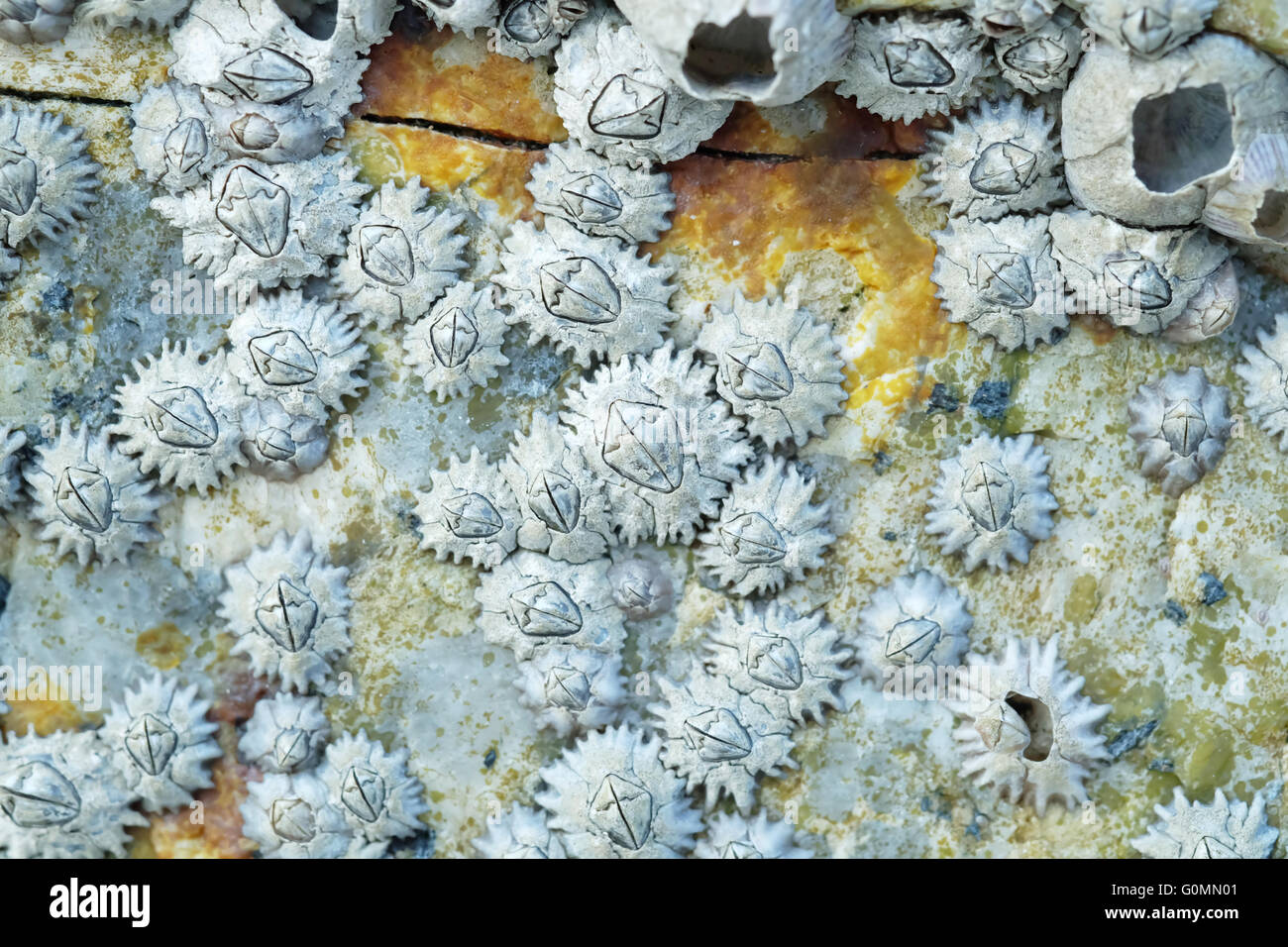 Dead Barnacles on a Rock Stock Photo - Alamy