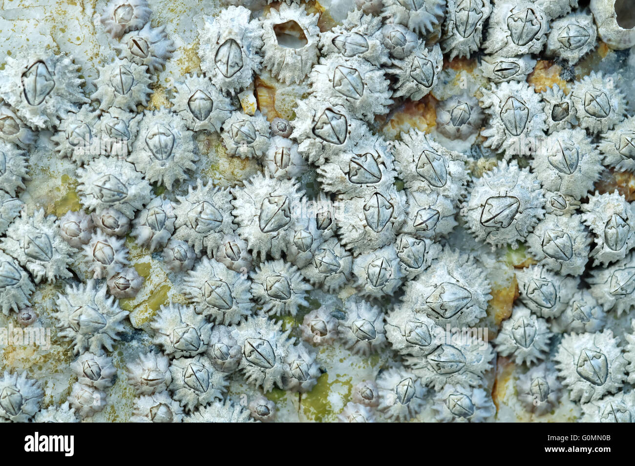 Dead Barnacles on a Rock Stock Photo - Alamy