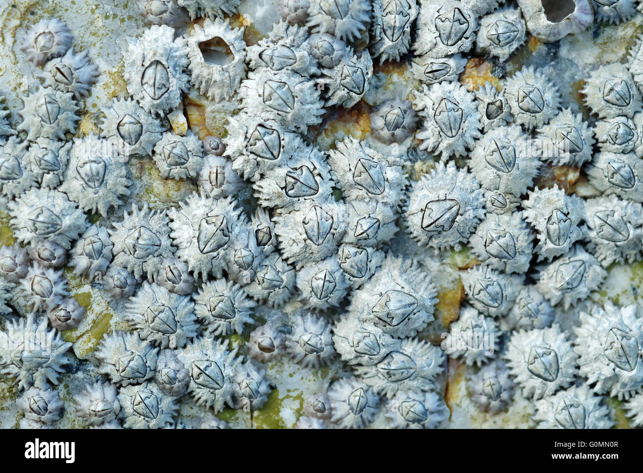 Dead Barnacles on a Rock Stock Photo - Alamy