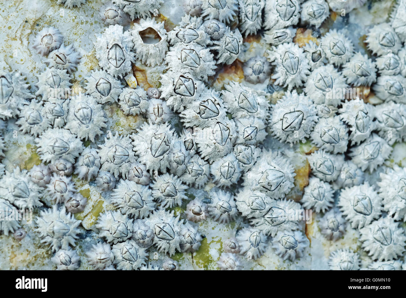 Dead barnacles on rock hi-res stock photography and images - Alamy