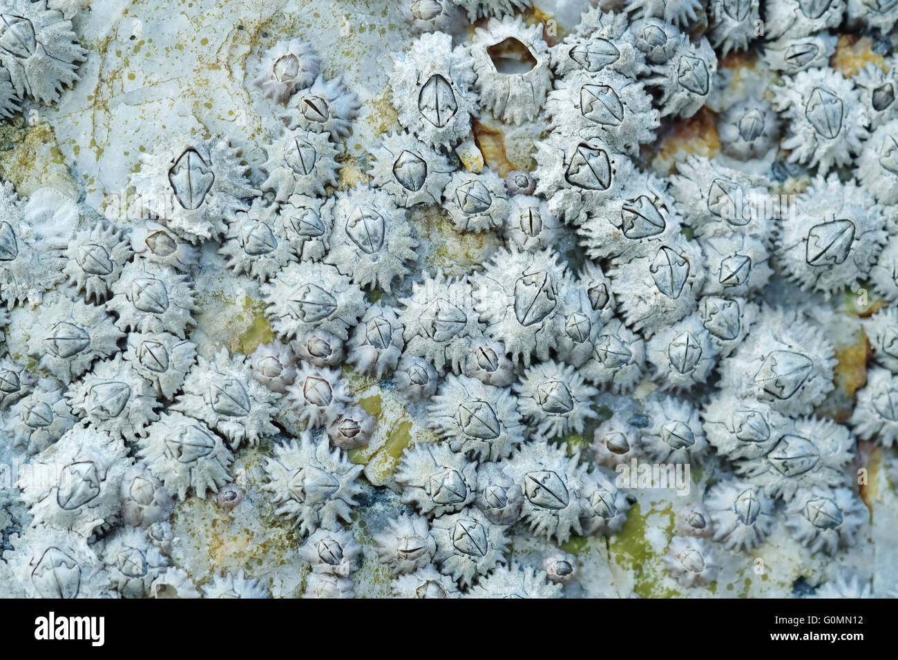 Dead Barnacles on a Rock Stock Photo - Alamy