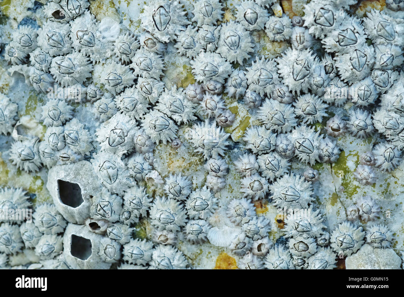 Barnacles On Pier Stock Photos & Barnacles On Pier Stock Images - Alamy