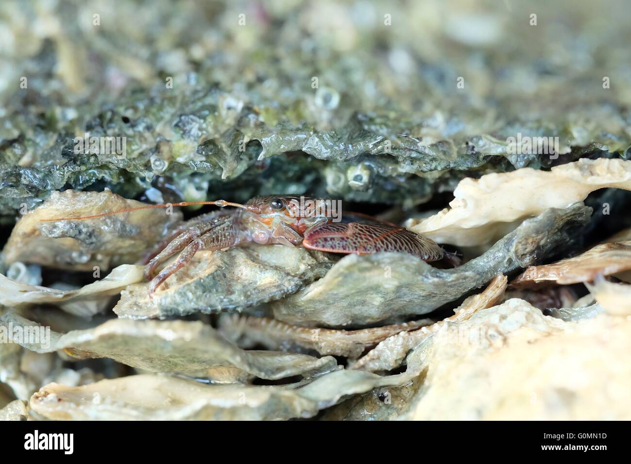 Red sea crab hi-res stock photography and images - Alamy