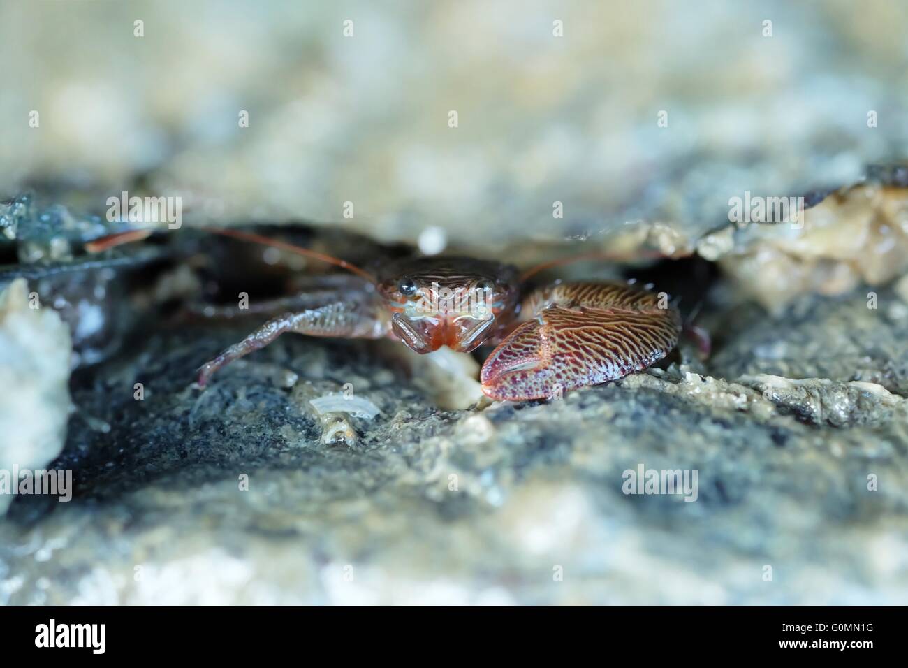 Portrait of a Small Red Sea Crab Stock Photo - Alamy