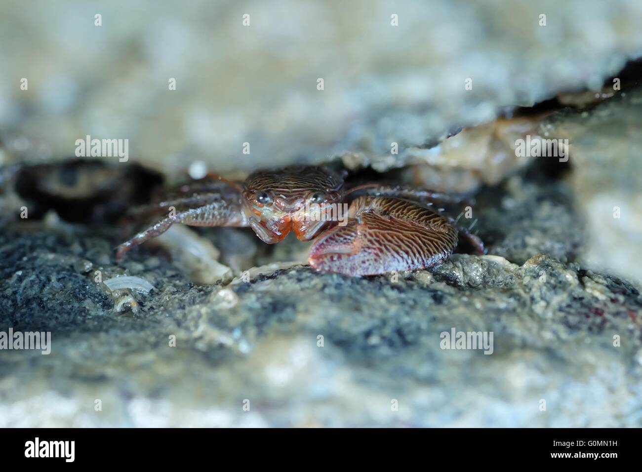 Portrait of a Small Red Sea Crab Stock Photo - Alamy