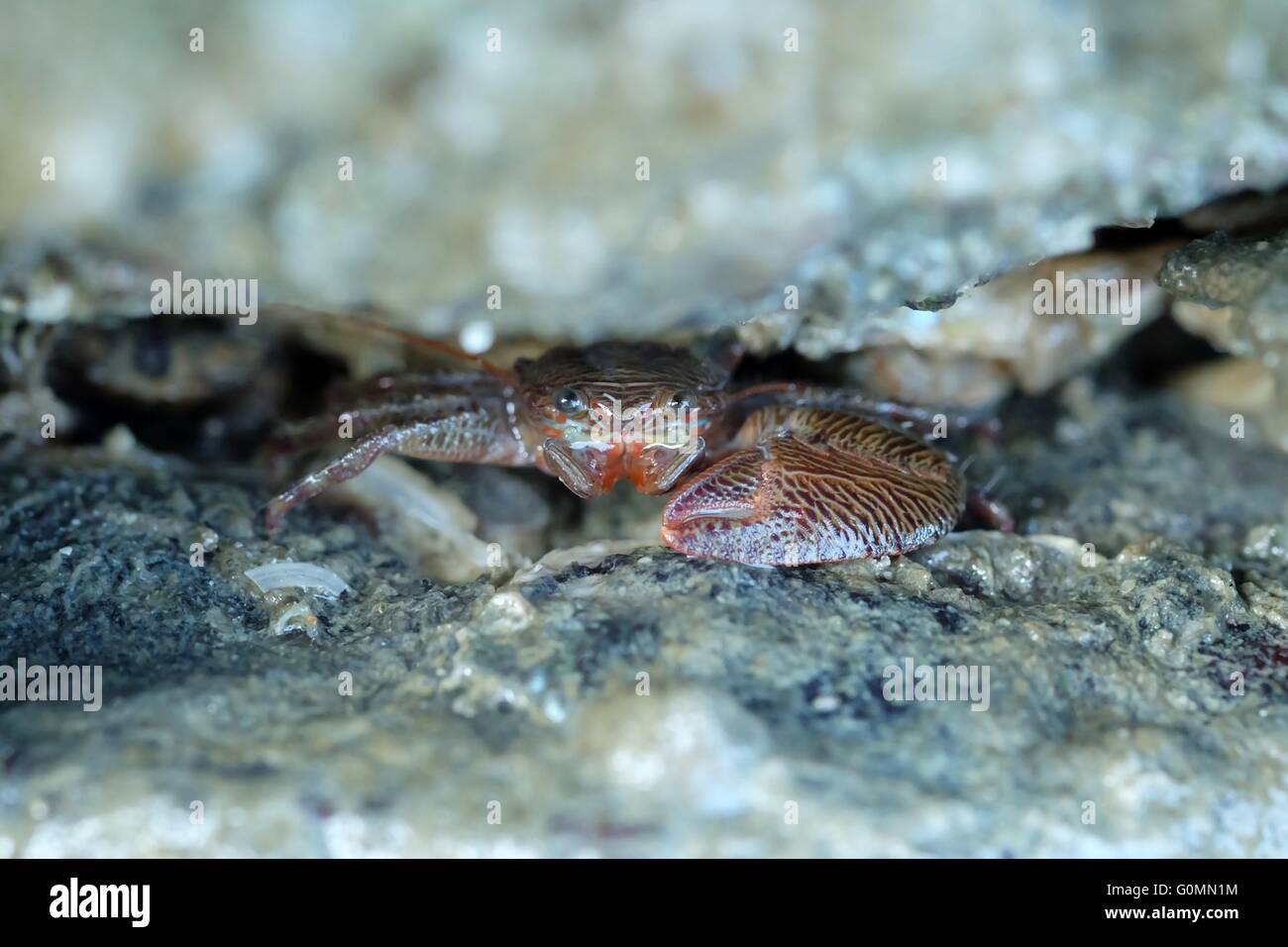 Portrait of a Small Red Sea Crab Stock Photo - Alamy