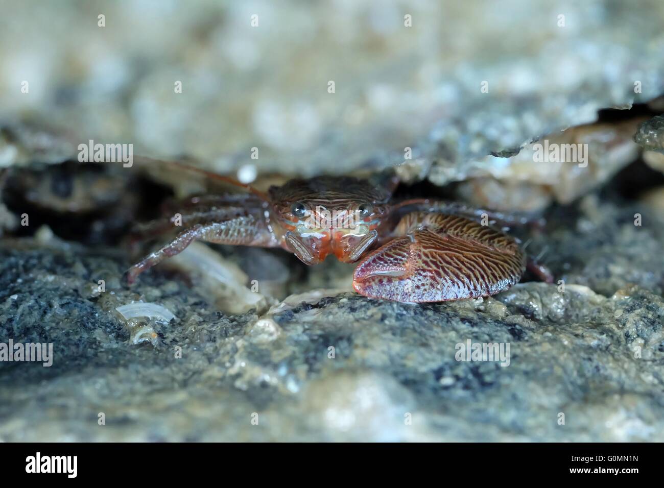 Portrait of a Small Red Sea Crab Stock Photo - Alamy
