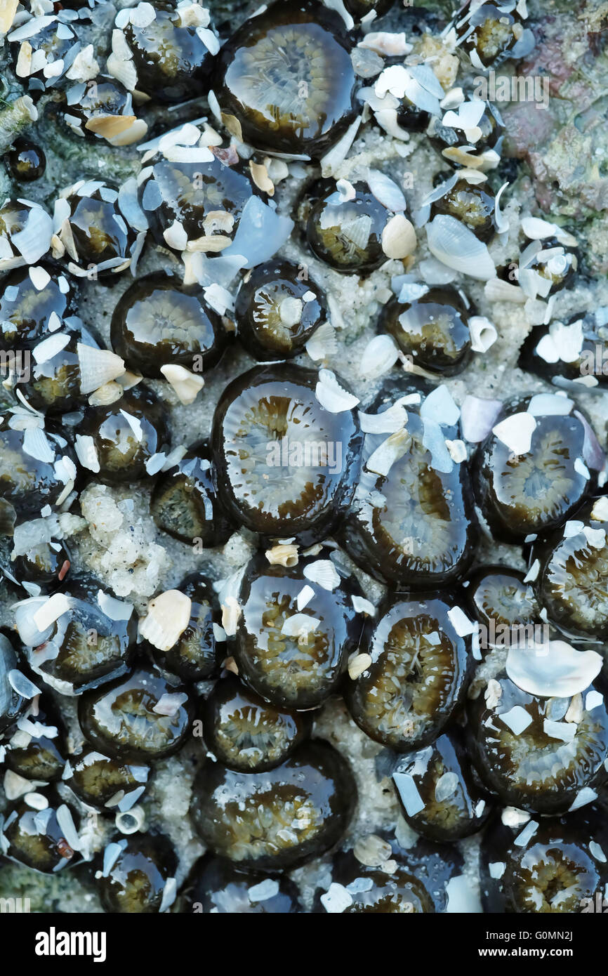 Close Up Shot of Barnacles Stock Photo - Alamy