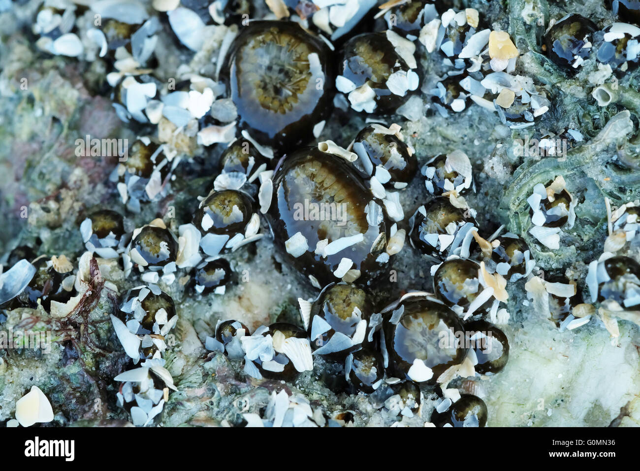 Close Up Shot of Barnacles Stock Photo - Alamy