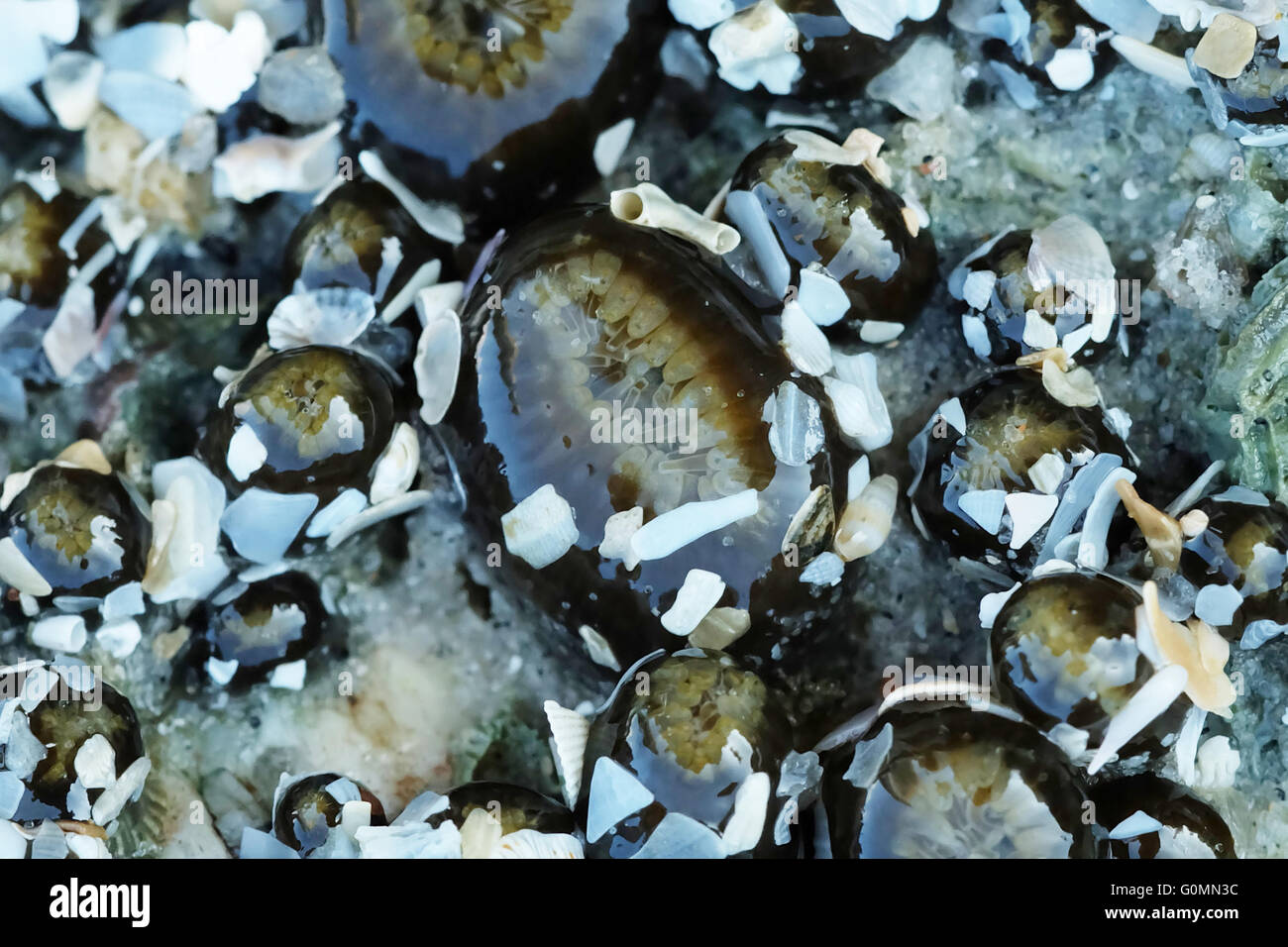 Close Up Shot of Barnacles Stock Photo - Alamy
