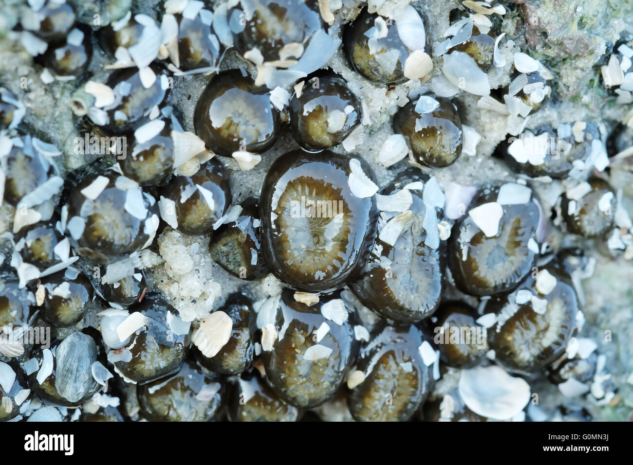 Close Up Shot of Barnacles Stock Photo - Alamy
