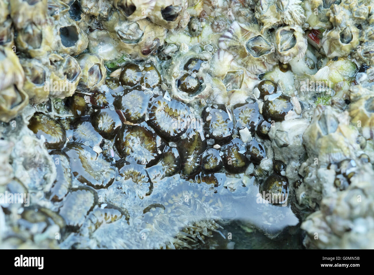 Close Up Shot of Barnacles Stock Photo - Alamy