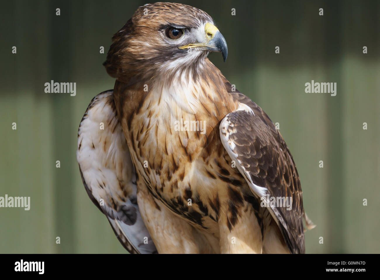Harris Hawk bird of prey Stock Photo - Alamy