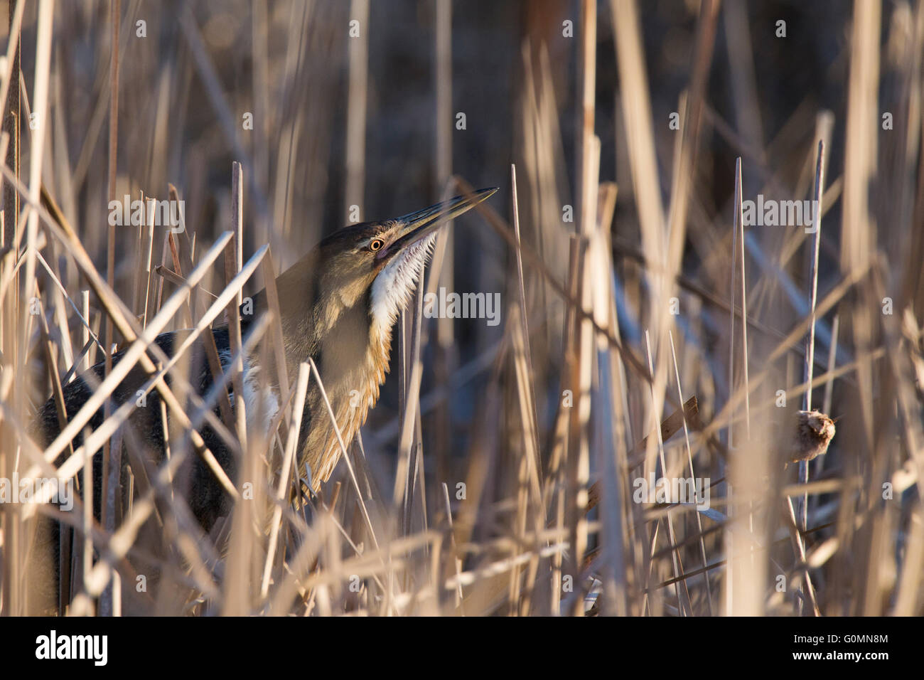 American bittern (Botaurus lentiginosus) in spring Stock Photo - Alamy