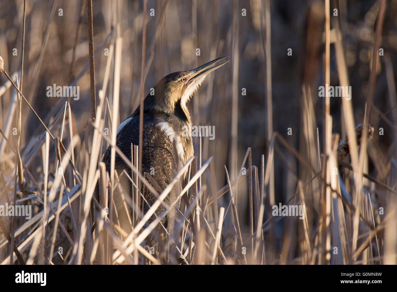 American bittern (Botaurus lentiginosus) in spring Stock Photo - Alamy