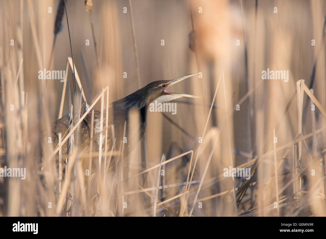 American bittern in tree hi-res stock photography and images - Alamy