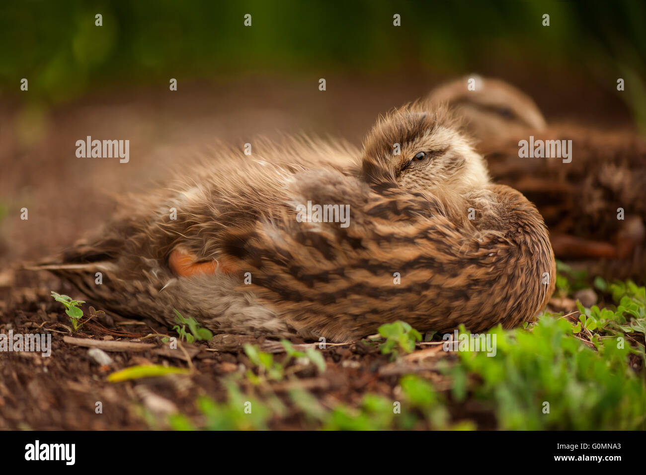 Sleeping duck grass hi-res stock photography and images - Alamy