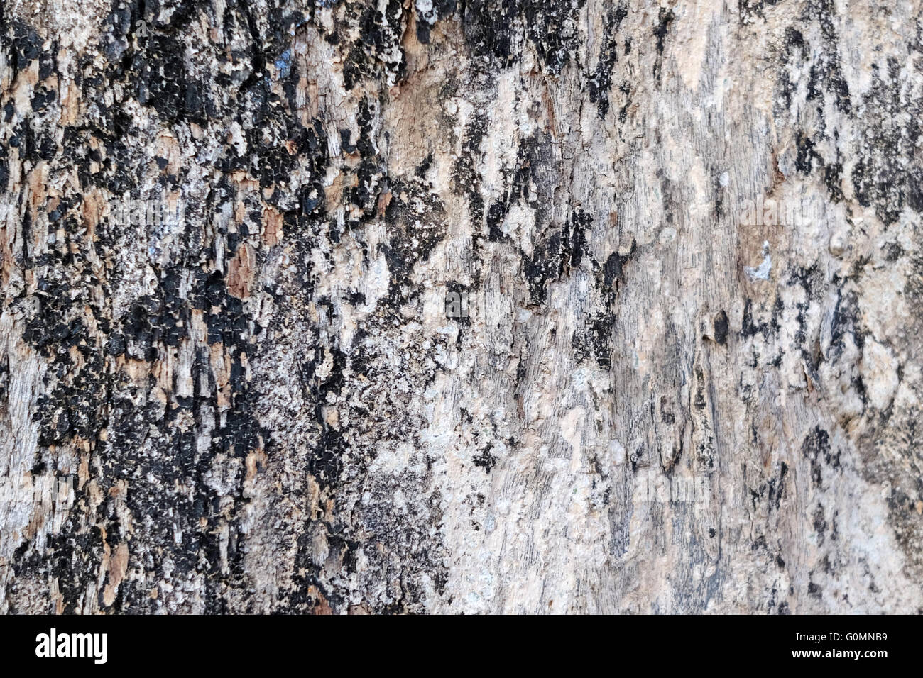 bark of tree texture background Stock Photo - Alamy