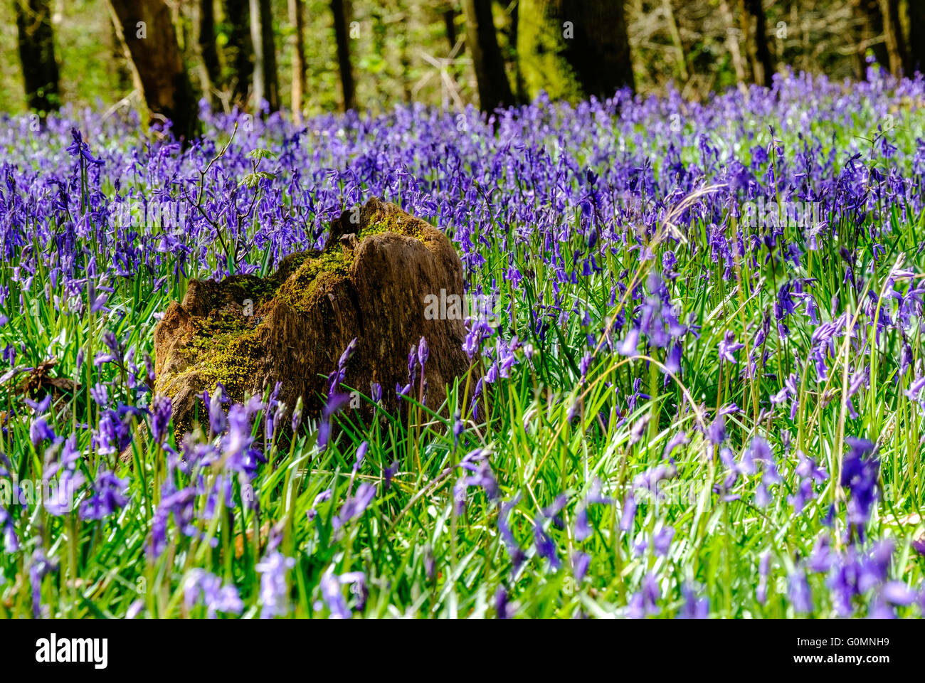 English Bluebells growing in Forest of Dean, Gloucestershire England UK ...