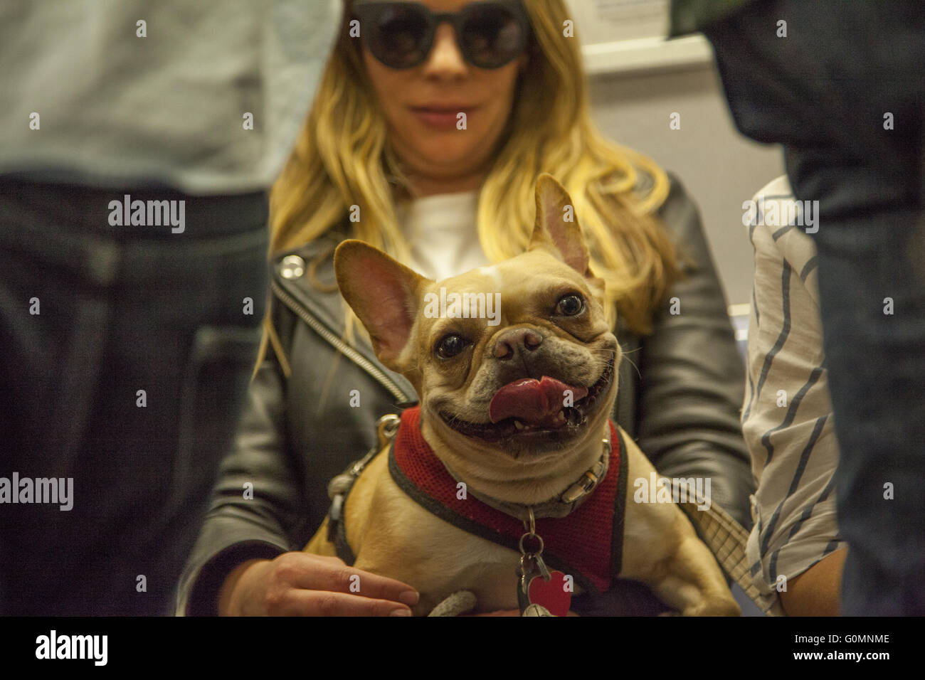 Woman with her trust "pooch" rides a subway train in NYC Stock Photo ...