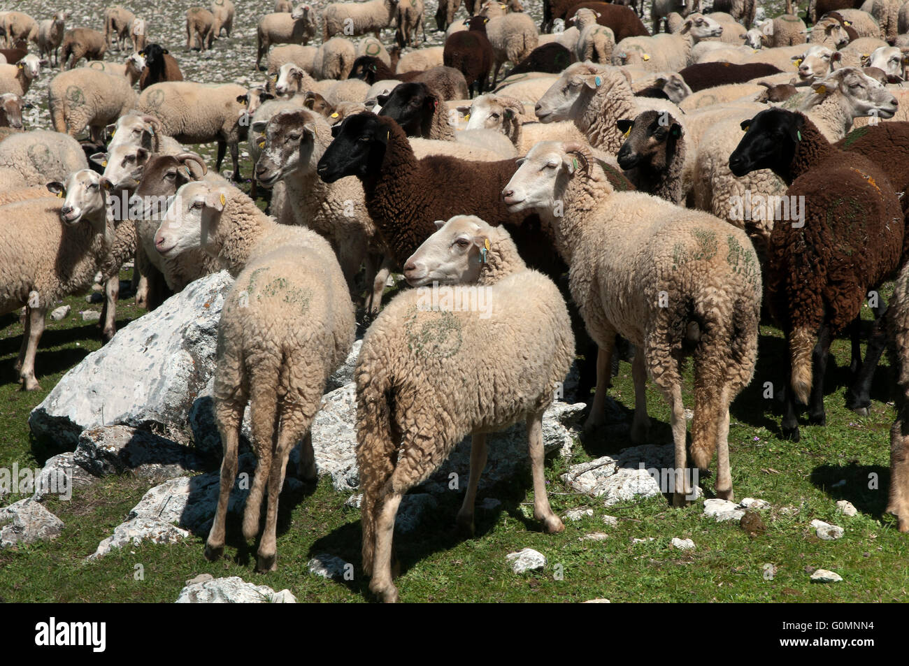 Domestic sheep breed hi-res stock photography and images - Alamy