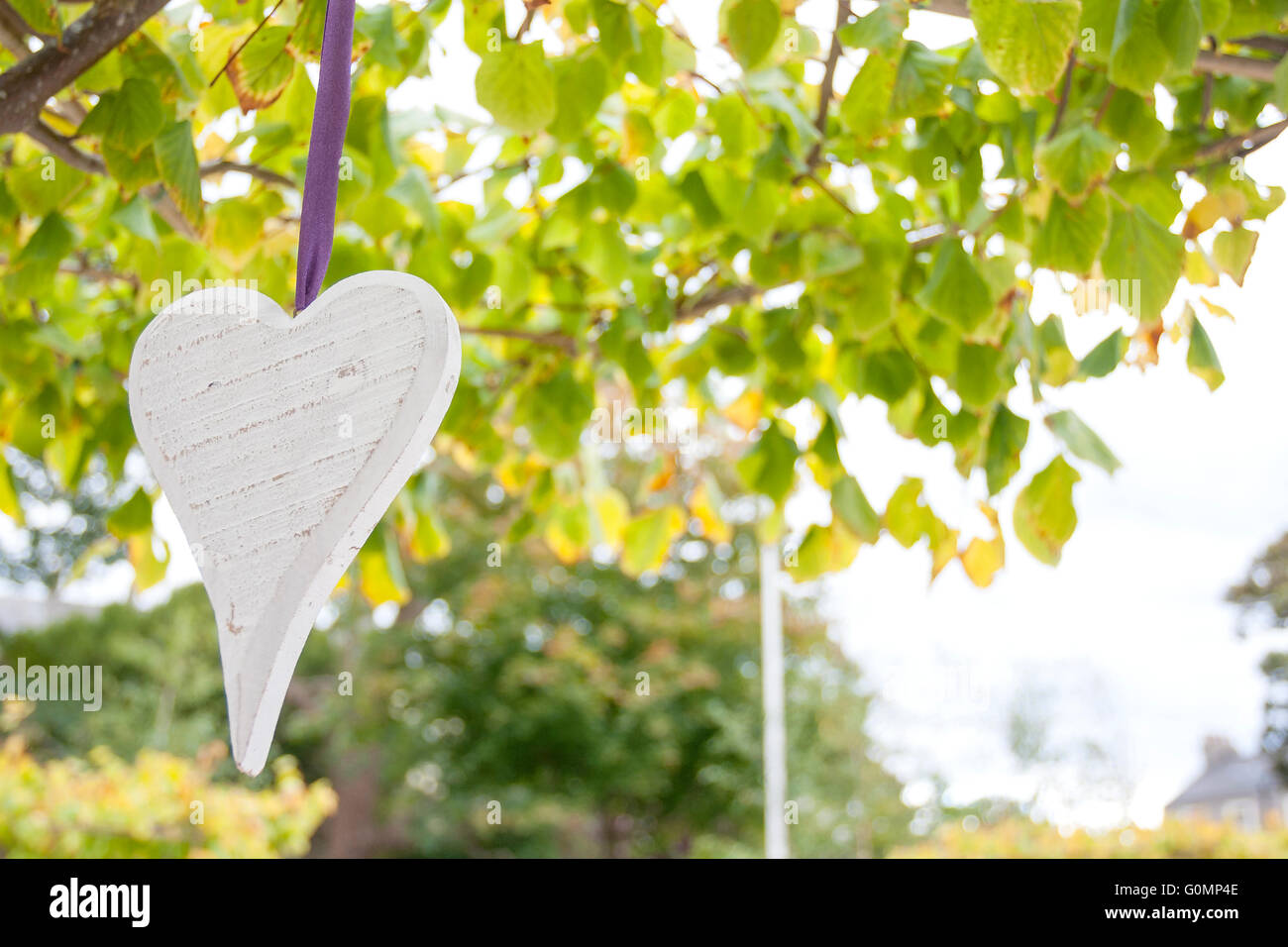 Wooden white heart hanging in a tree Stock Photo - Alamy