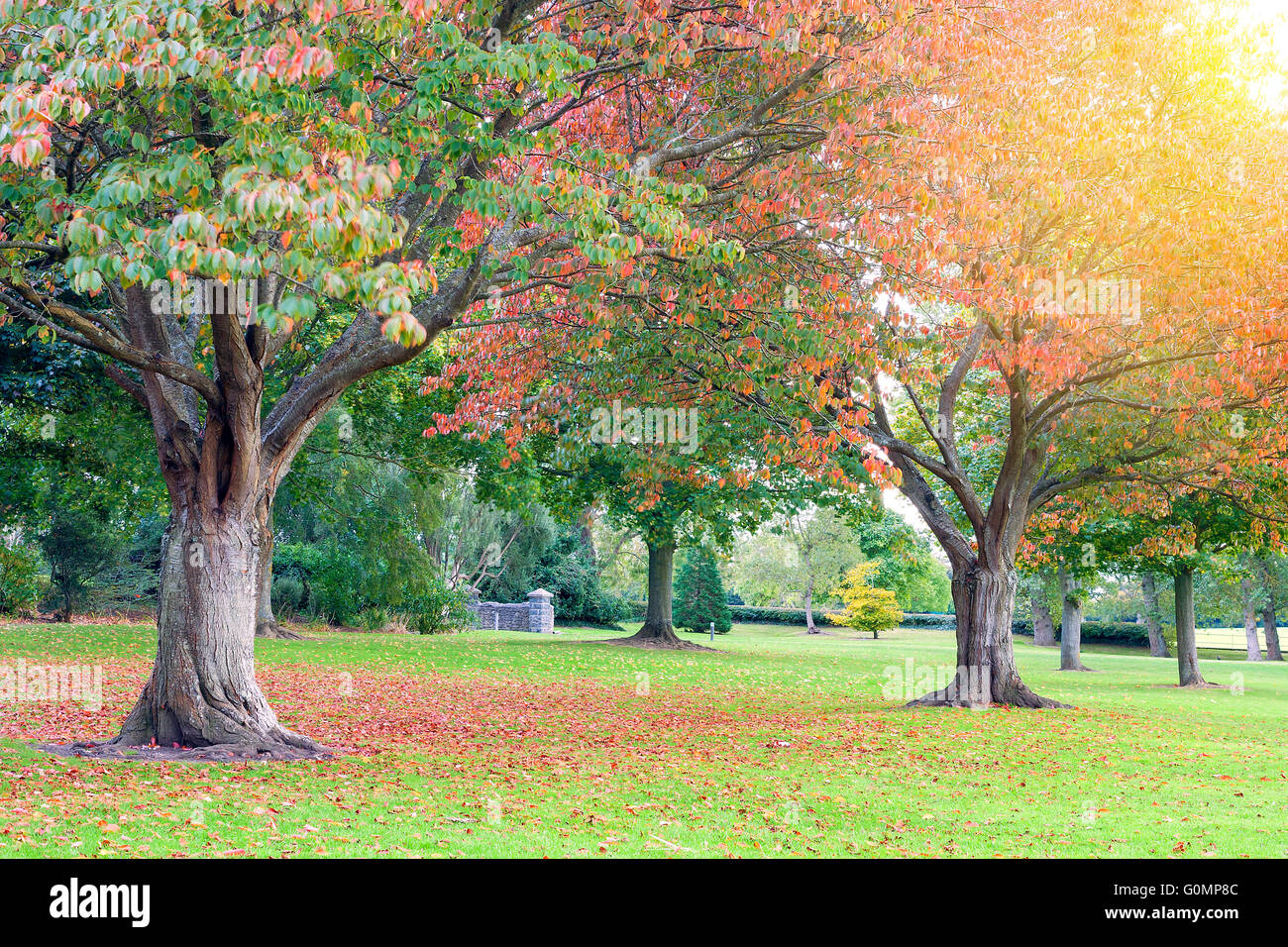 View of treew at the sunset in autumn Stock Photo - Alamy