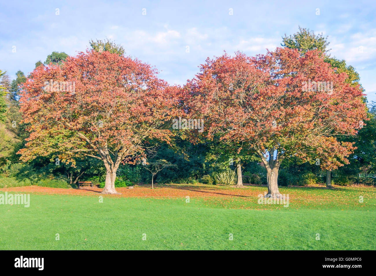 View of two red trees in autumn Stock Photo - Alamy